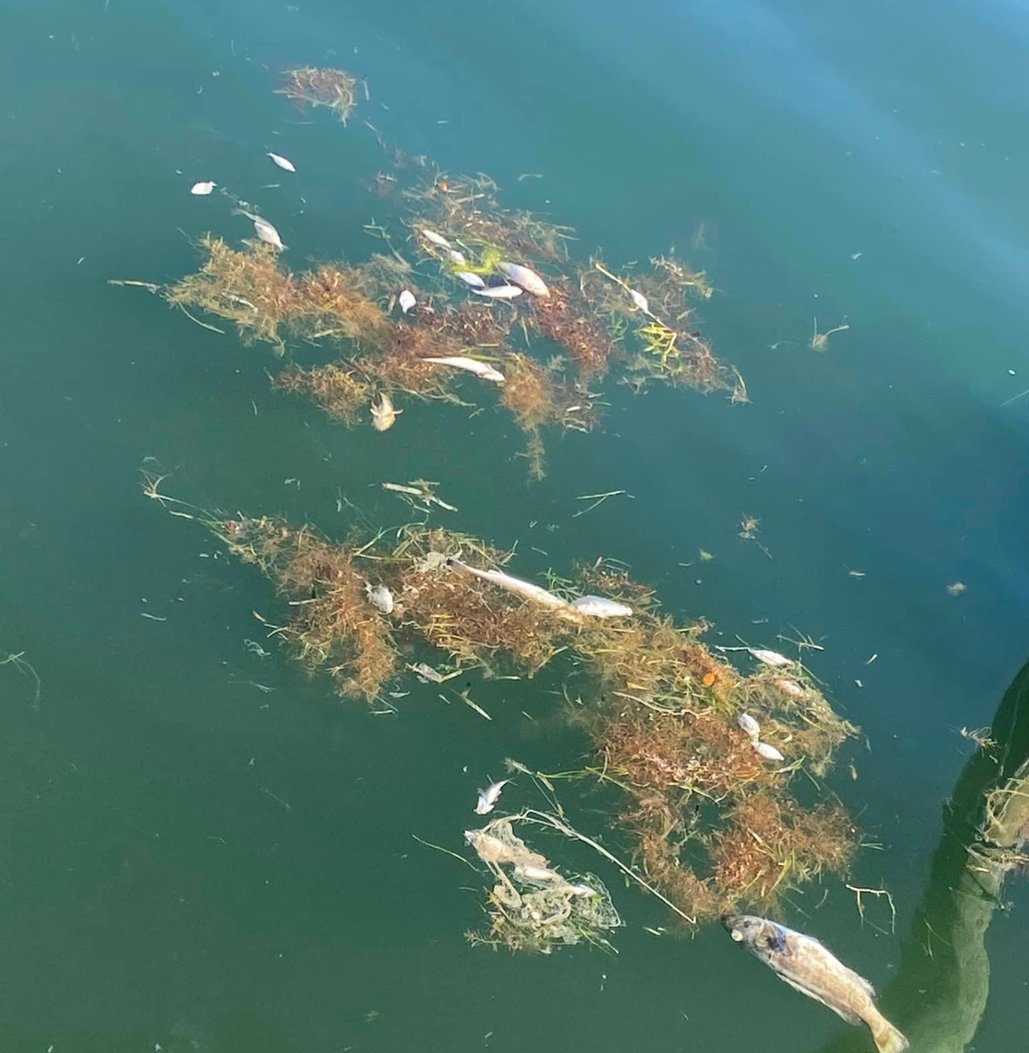 Red Tide and Water Treatment Process Systems